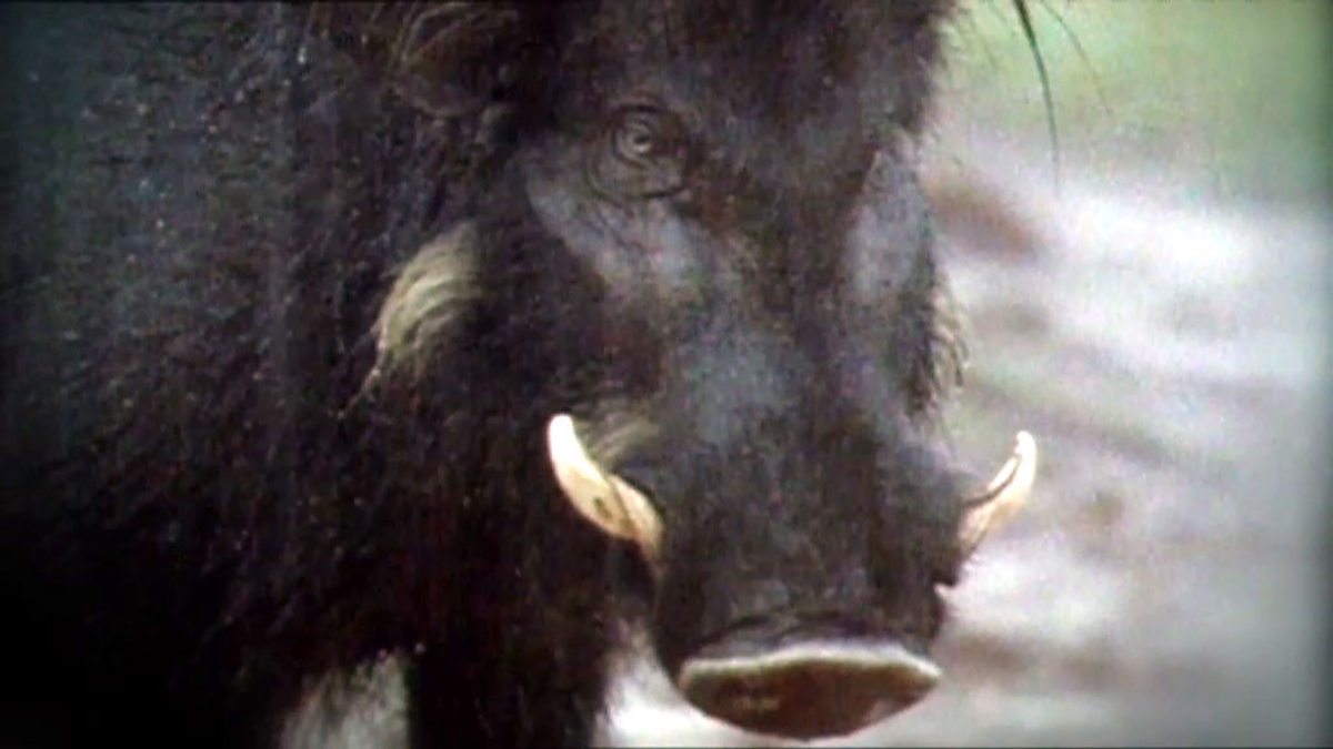 BBC ALBA - Aithne air Ainmhidhean/All About Animals, Series 2, Berta ...