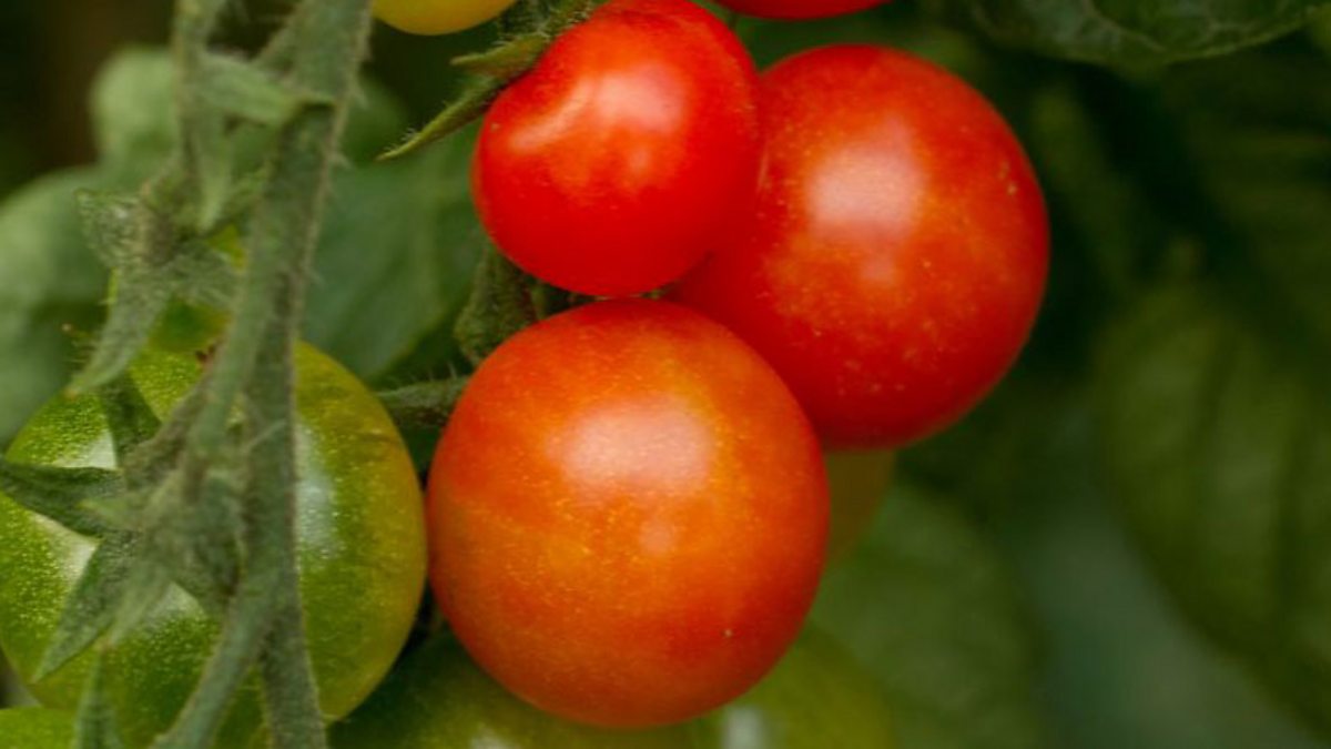 BBC Two - Gardeners' World - Tomato seed giveaway
