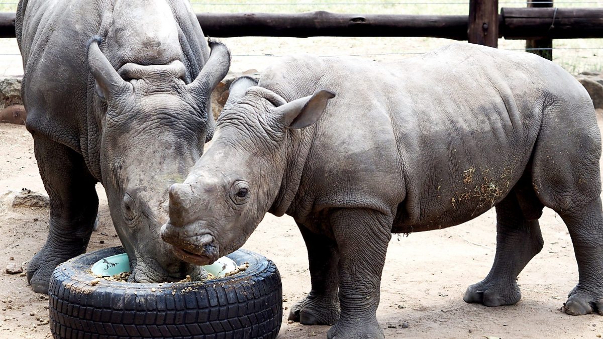 BBC News - Our World, Rhino Wars