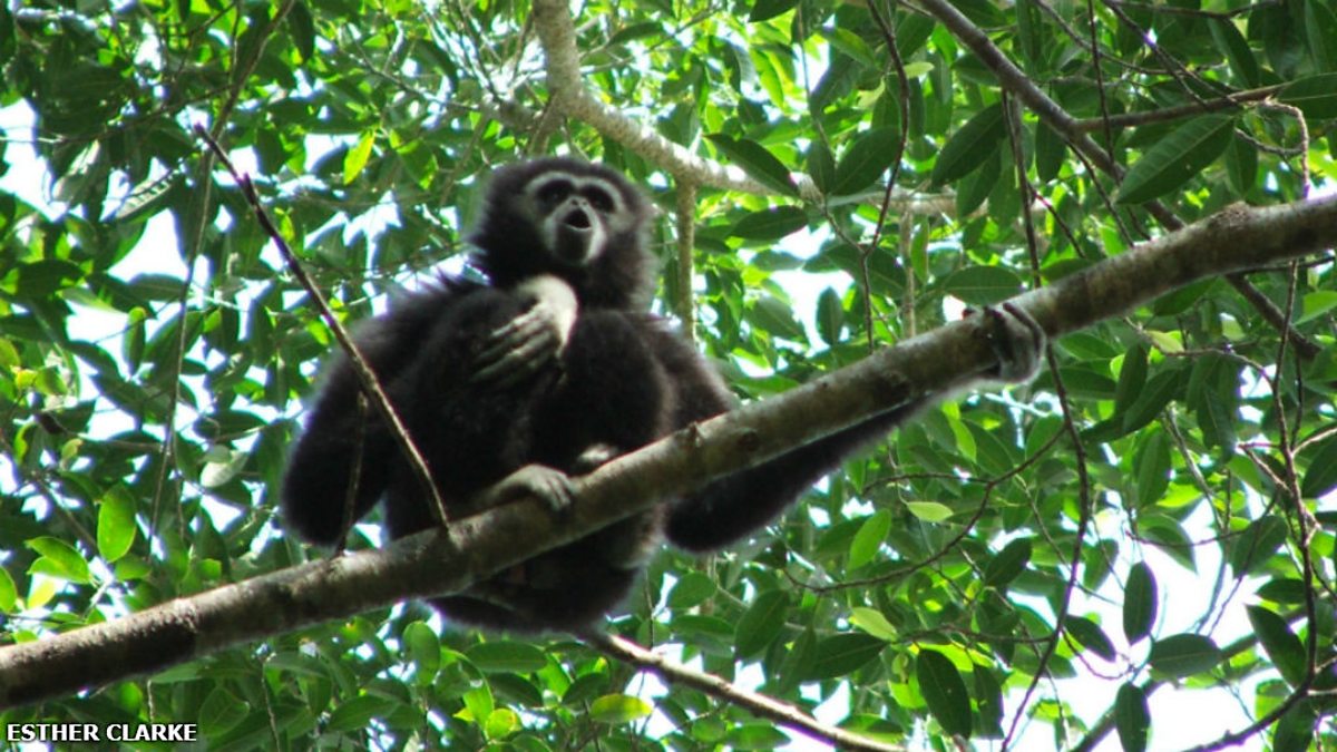 BBC Radio 5 Live - 5 Live In Short, 'The language of Gibbonology is ...