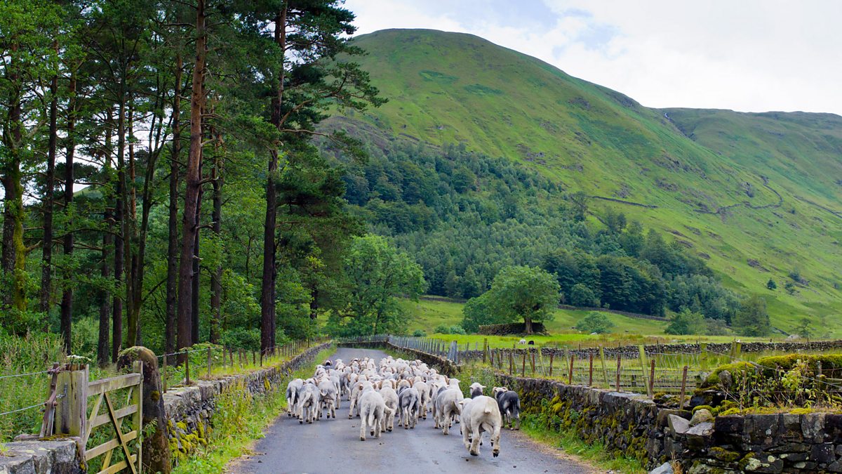 BBC Radio 4 Extra - The Shepherd's Life by James Rebanks (Omnibus)