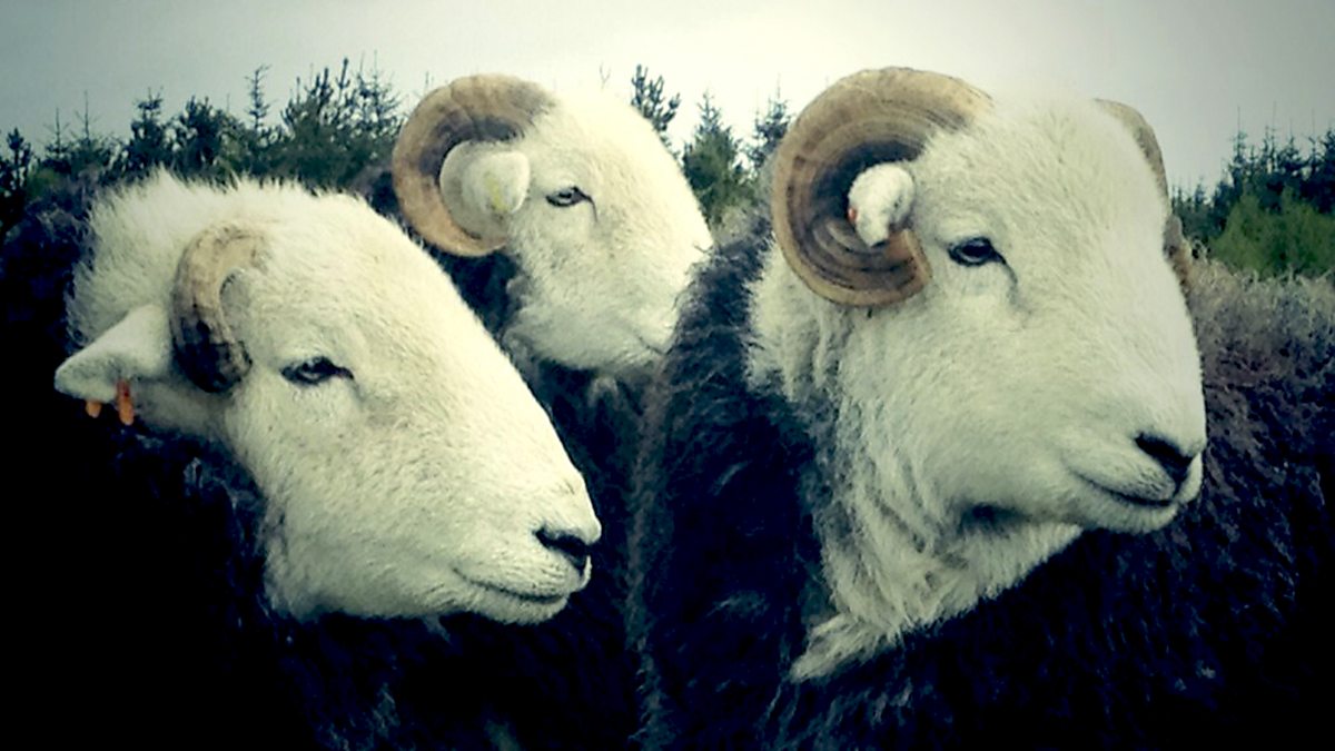BBC Radio 4 - The Shepherd's Life by James Rebanks - James Rebanks: One ...