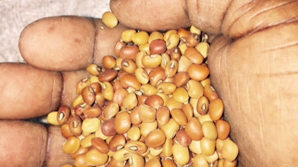 BBC Radio 4 - The Food Programme, The Ark of Taste: the world's most ...