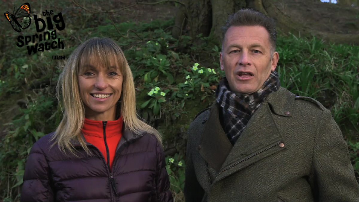 BBC Two - Springwatch, BIG Spring Watch: Orange Tip Butterfly