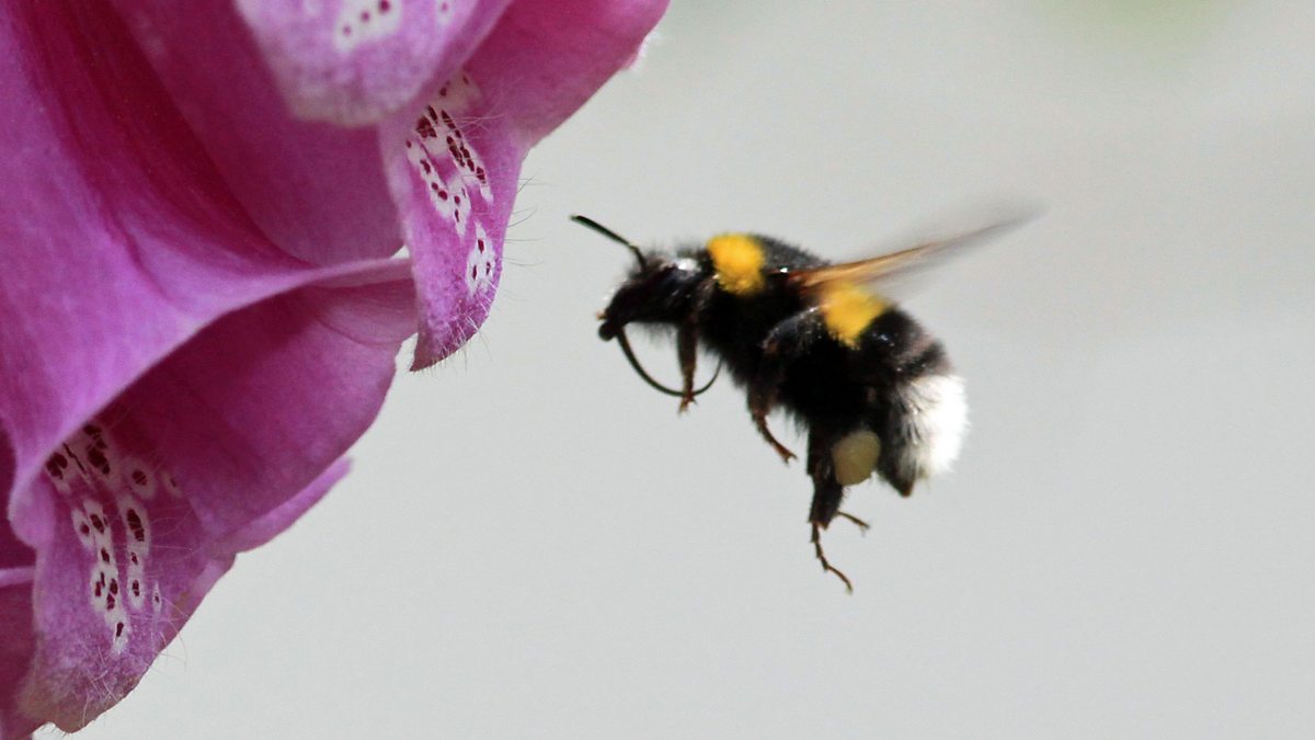 BBC World Service - Science In Action, Bees Attracted to Toxic Pesticides