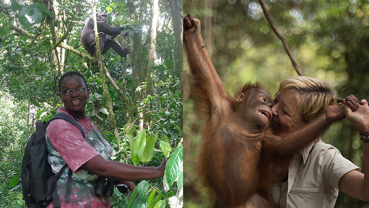 BBC World Service - The Conversation, Living with Apes in the Wild ...