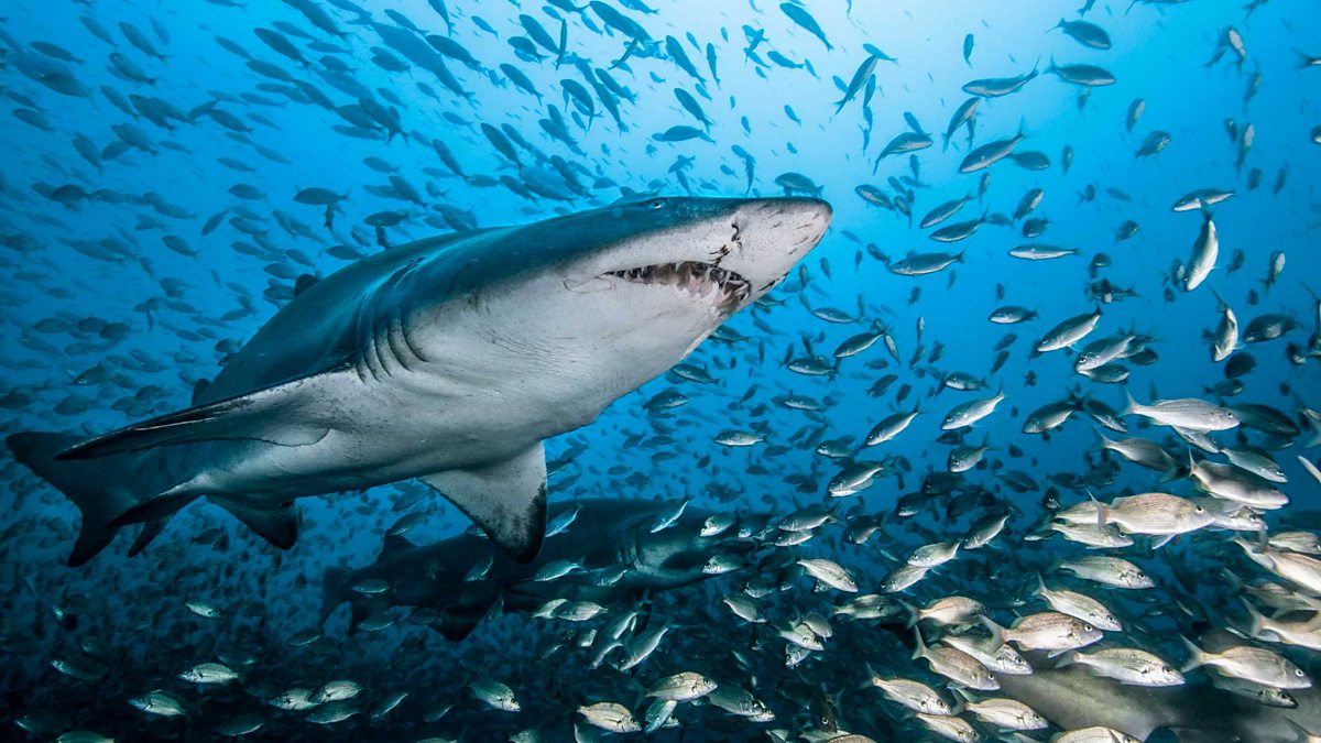 BBC Radio - The BBC Academy Podcast, Shark: meet producer Simon Blakeney