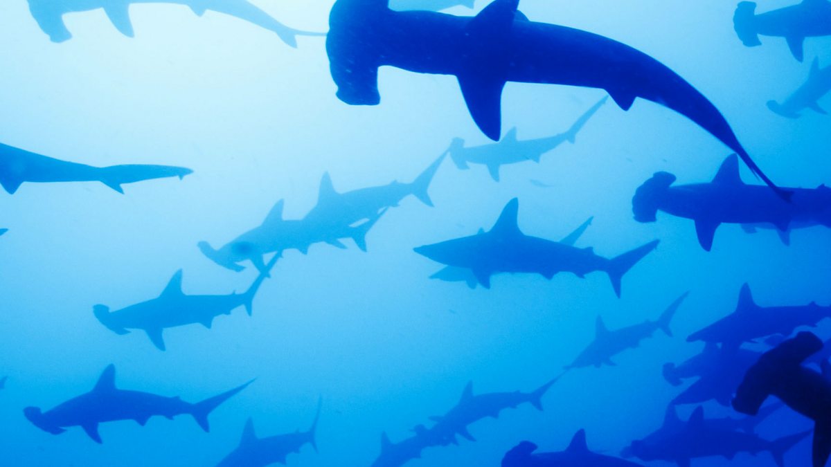 BBC One - Shark - What makes a shark?