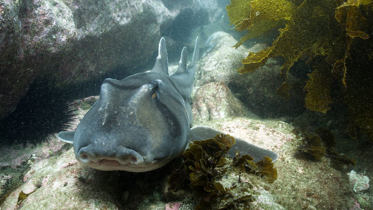 BBC One - Shark - Port Jackson shark
