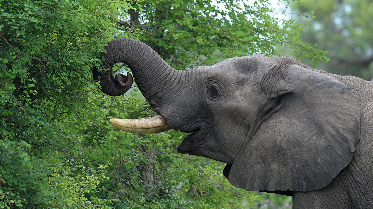 BBC World Service - Science In Action, How to use bees to scare elephants