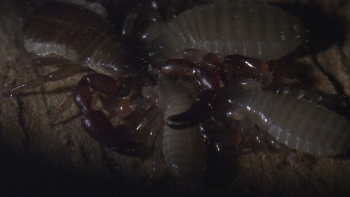 BBC - BBC Earth, Pseudoscorpion clip 2