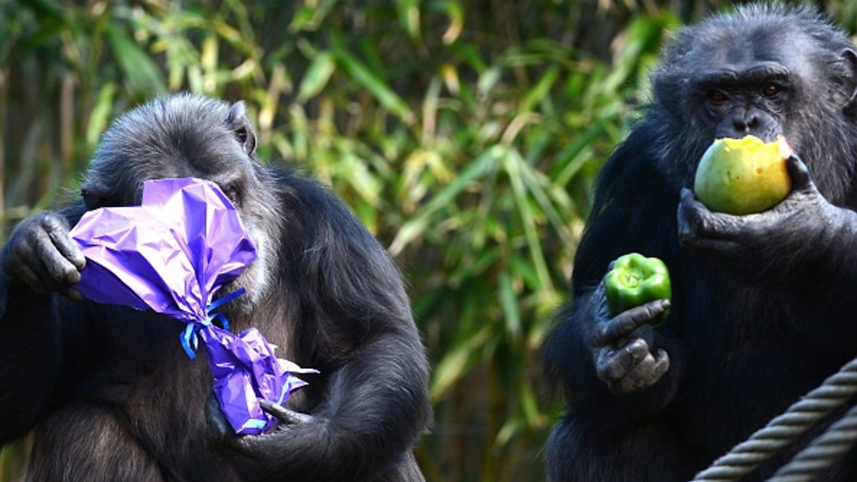 BBC Radio 4 - What the Songbird Said, Chimp to Chimp: new research on ...