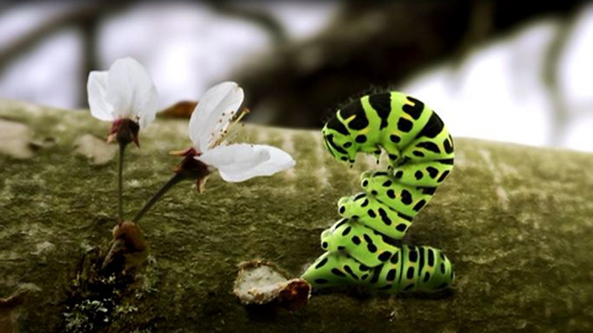 BBC Two - Springwatch, BBC Two Springwatch - Catepillar
