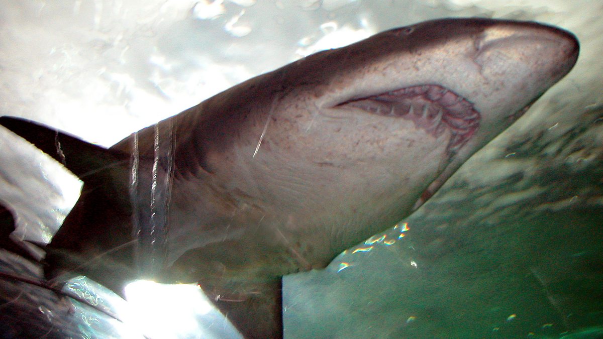 BBC Radio 4 - Natural Histories, Sharks, Why are sharks so hard to like?