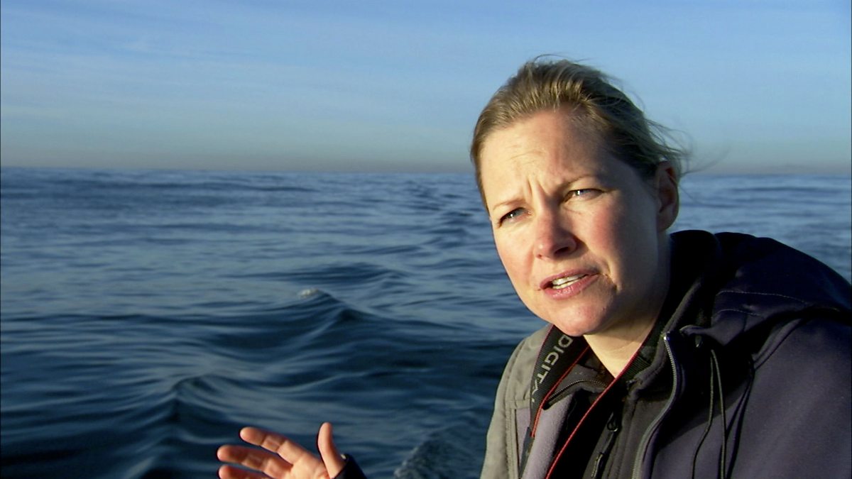 BBC One - Shark, Episode 3, Predicting a shark's attack