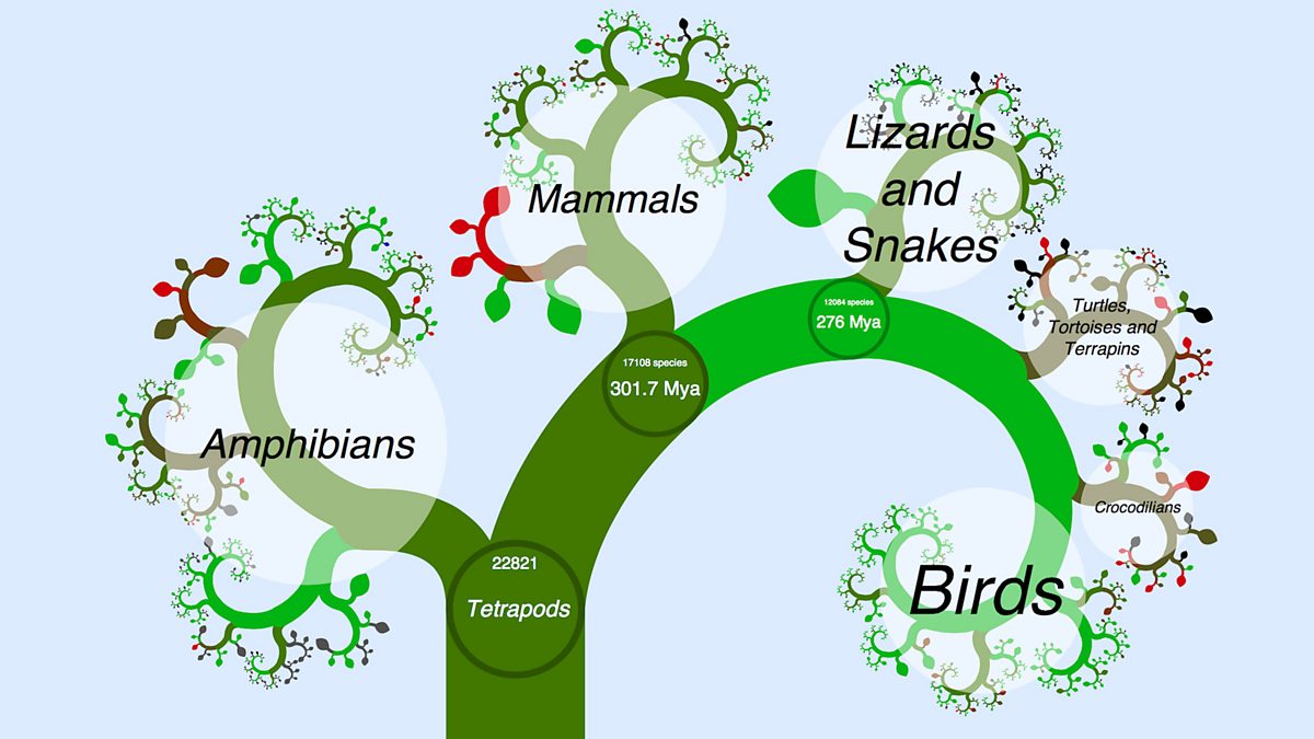 BBC World Service - Science In Action, Zooming in on the Tree of Life