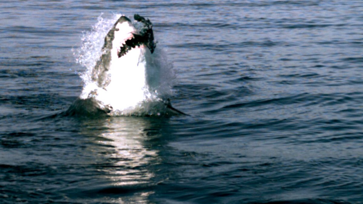 BBC Radio 4 - Natural Histories, Sharks, The 'terrible impact' of Jaws