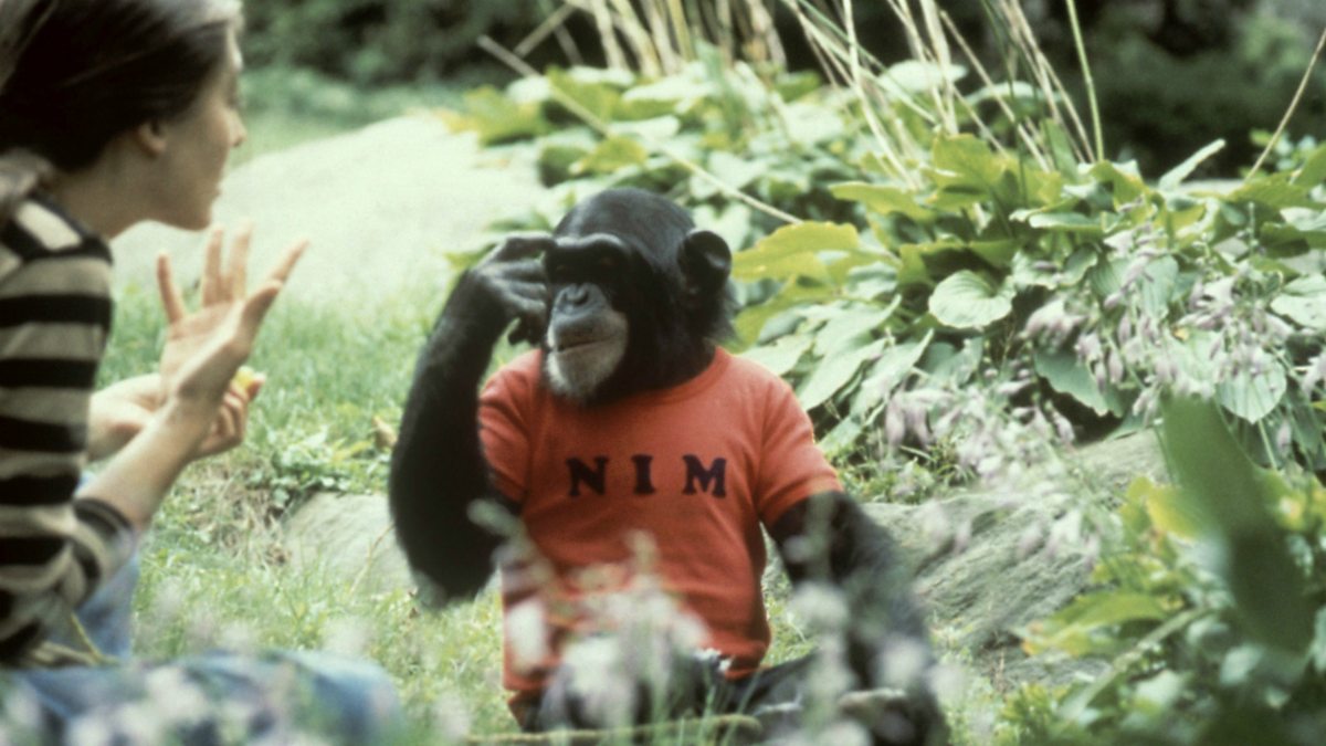 BBC World Service - The Real Story, Nim The Chimp and Animal Rights