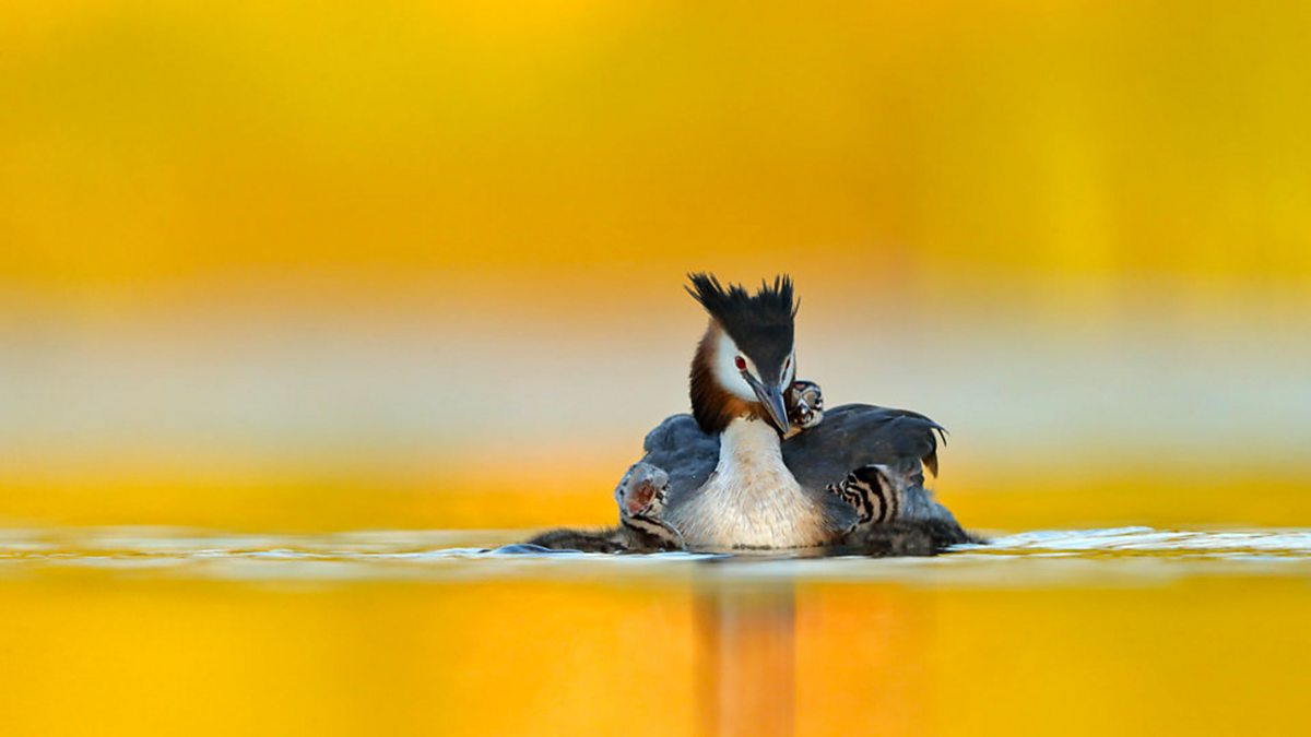 BBC Two - Springwatch Extra