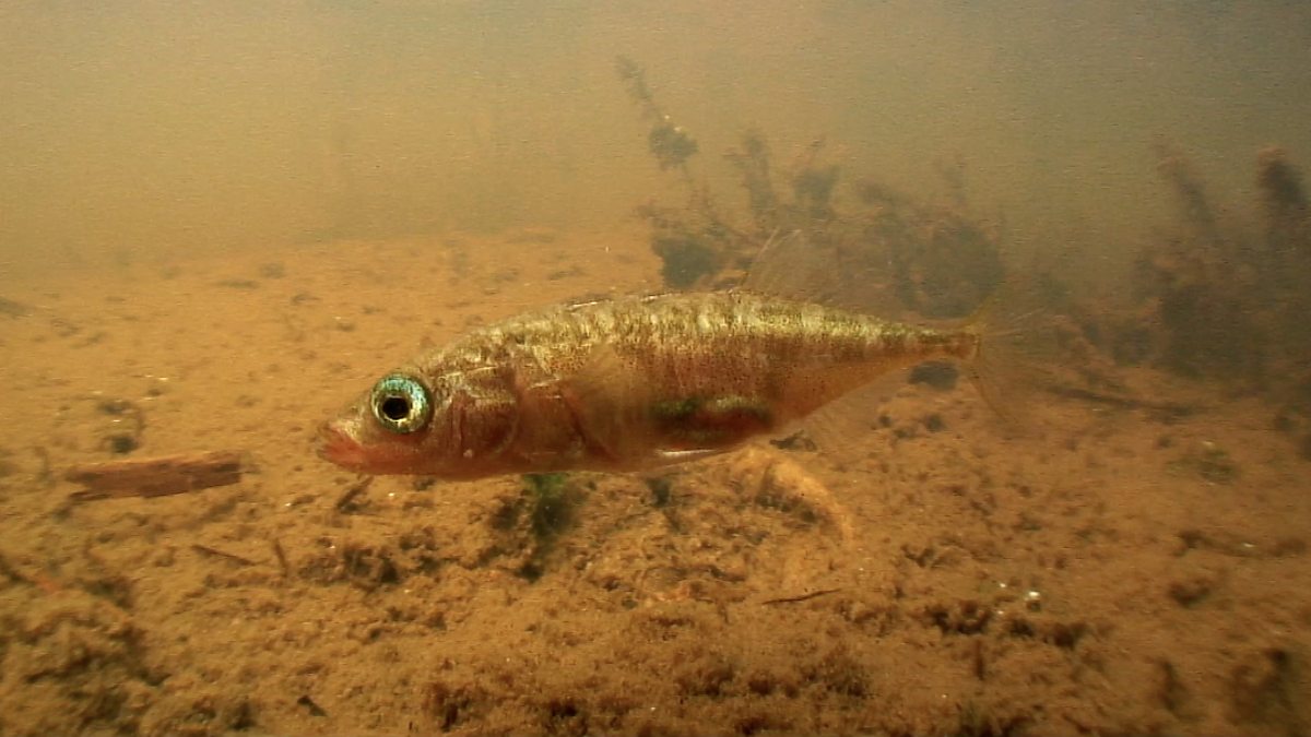 BBC Two - Springwatch, 2015, Live camera highlights - May 25th