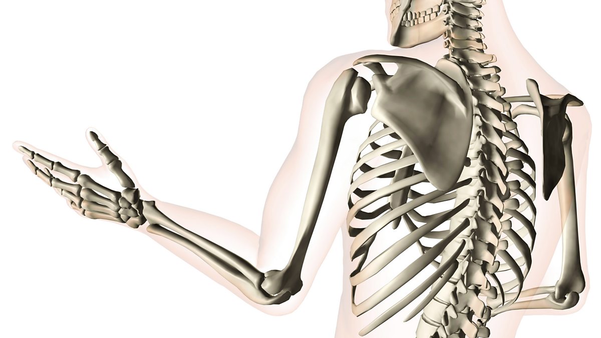 BBC Radio 4 Extra - Adventures in Human Being Omnibus