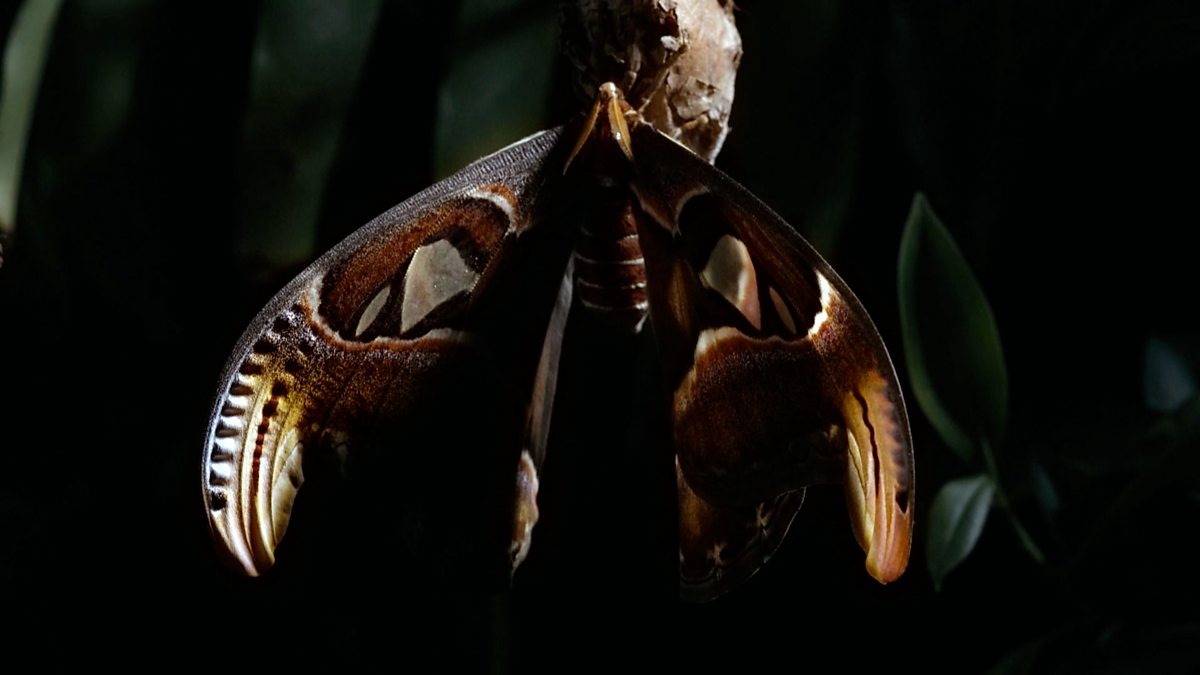 BBC Two - Japan: Earth's Enchanted Islands, The Southwest Islands, Mega ...