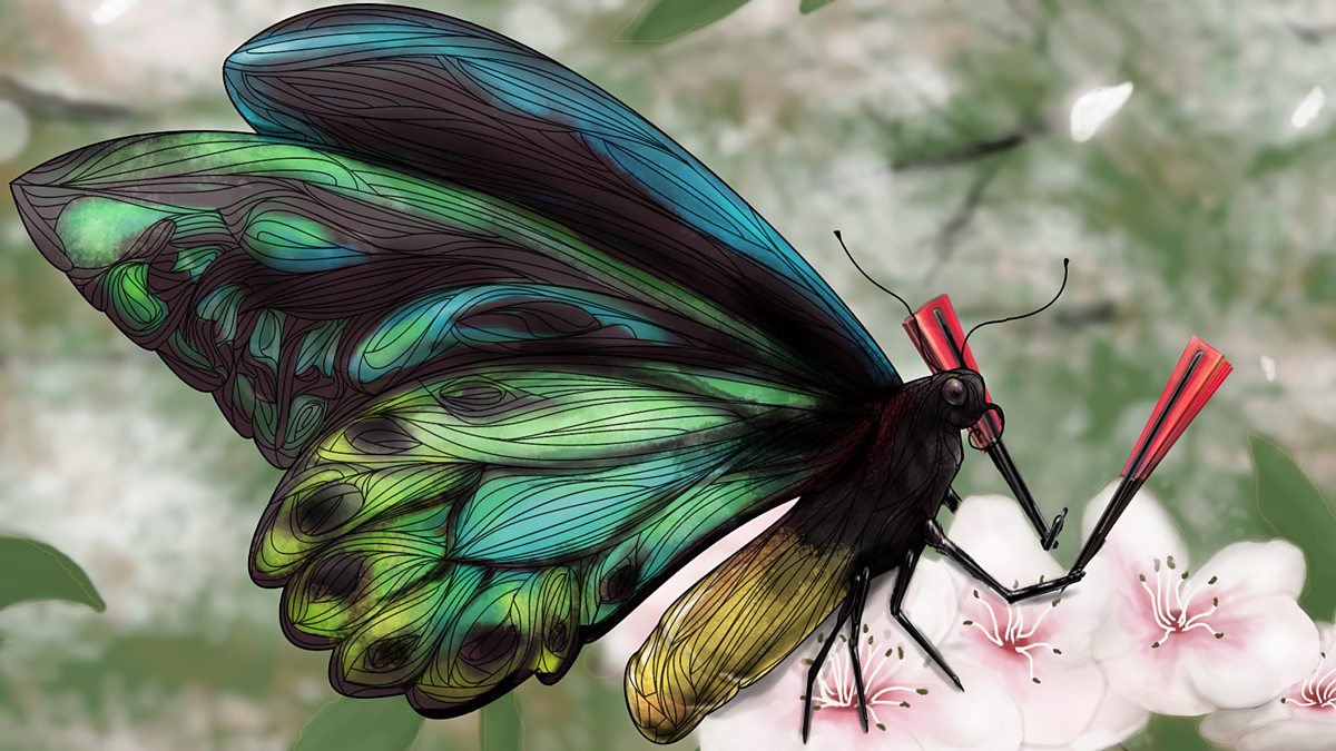 BBC Radio 4 - Natural Histories, Butterflies, The World According to ...
