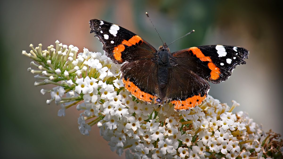 BBC Radio 4 - Natural Histories, Butterflies, Red admiral - 'the ...