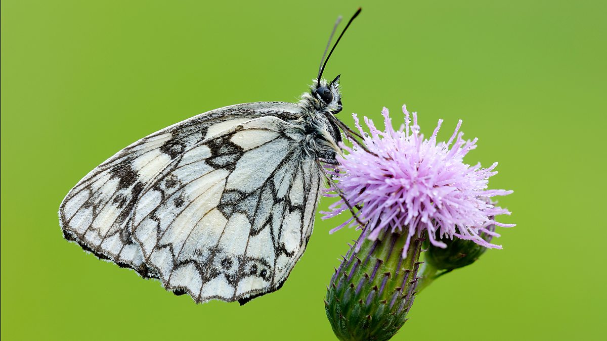 BBC Radio 4 - Natural Histories - British Butterflies Quiz