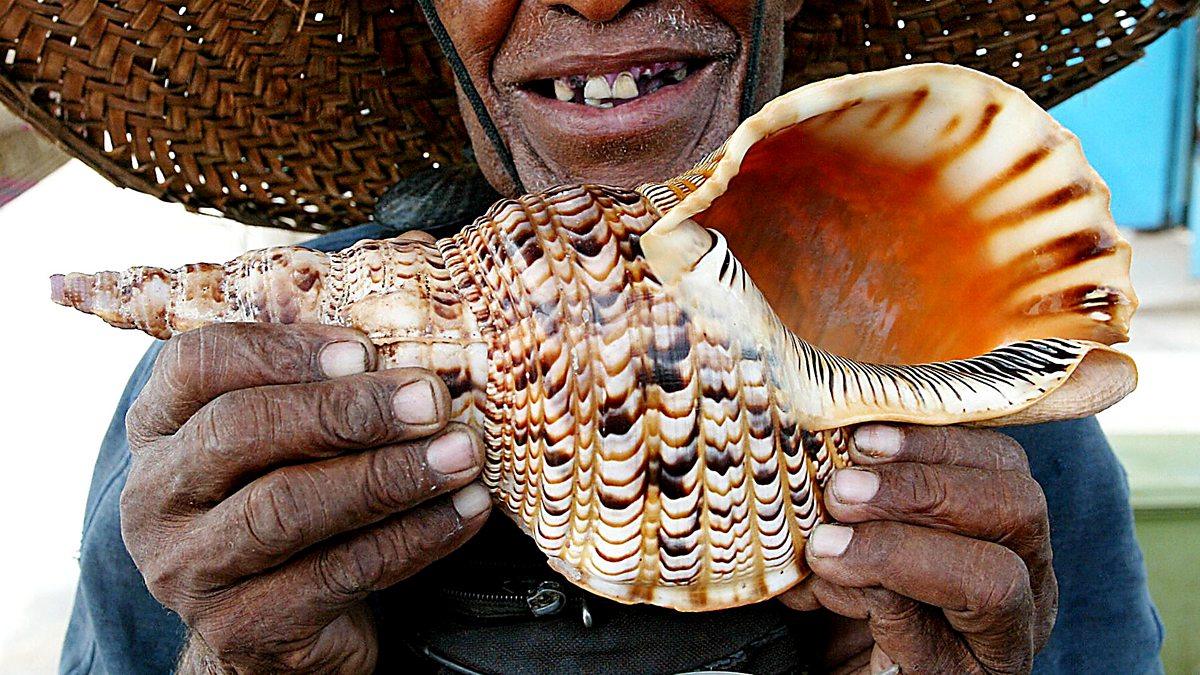 BBC World Service - The Forum, Shells