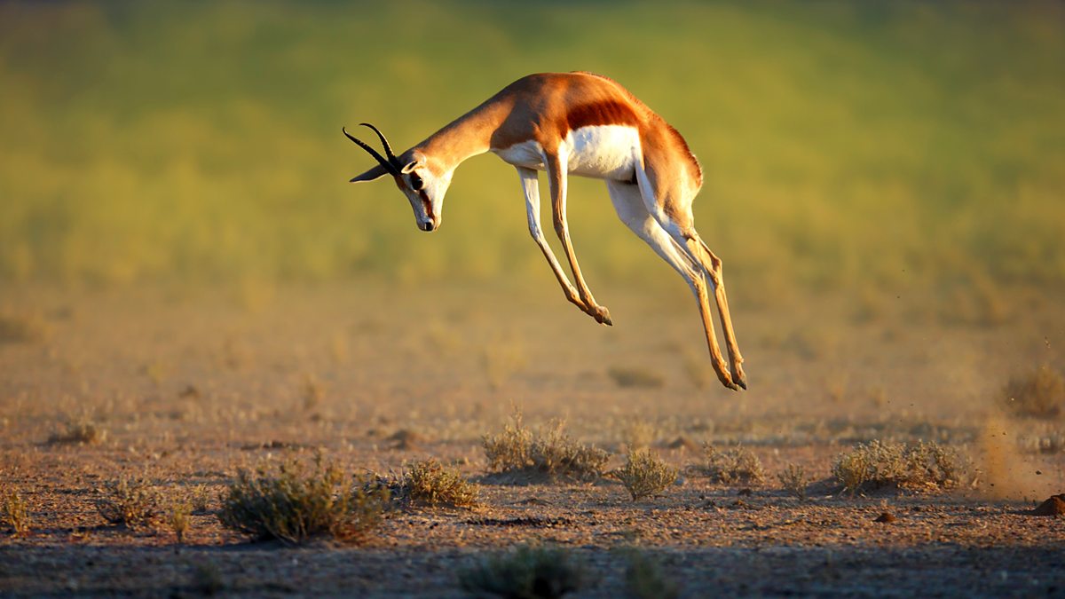 BBC One - Nature's Greatest Dancers - Features