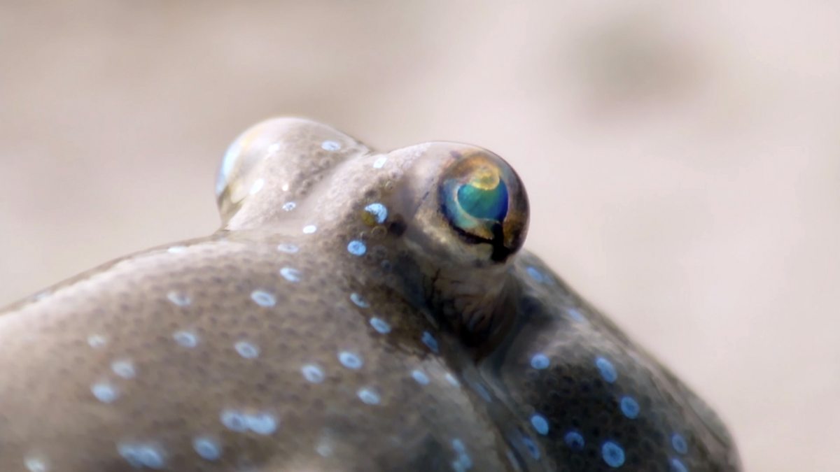 BBC One - Nature's Greatest Dancers, The Dance for Love, Mudskipper ...