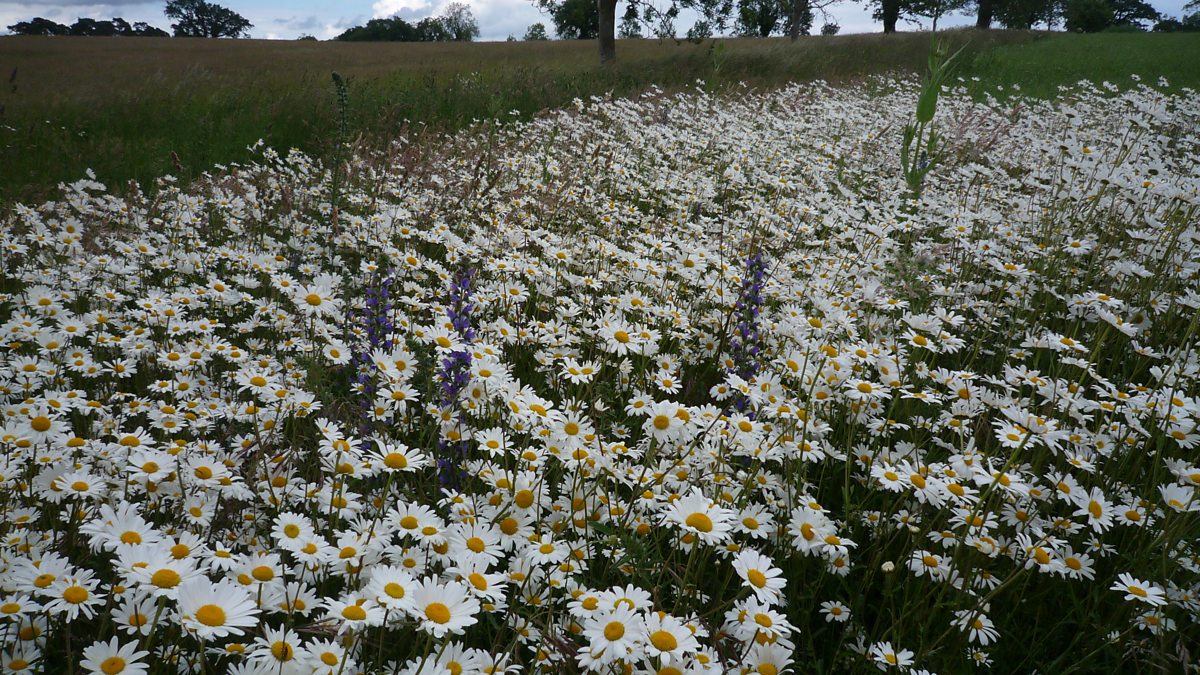 BBC Radio Norfolk - The Countryside Hour, Bee orchids, chicken fungus ...