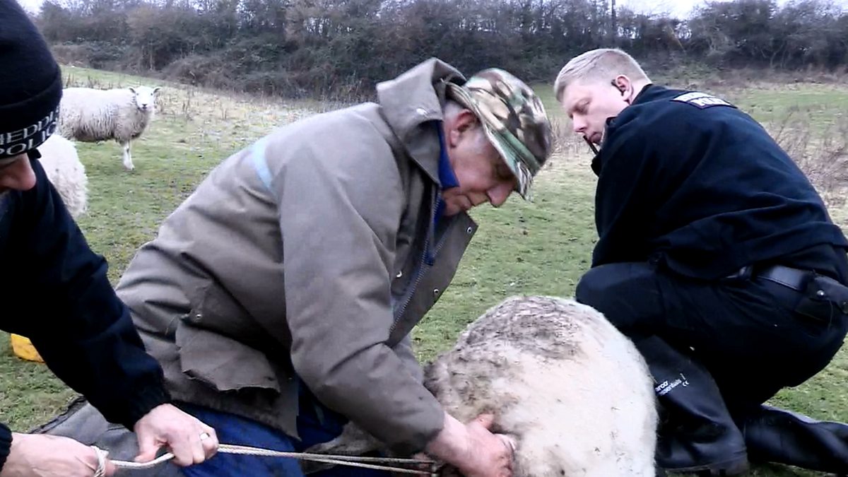 BBC One - Countryside Cops, Helping with lambing