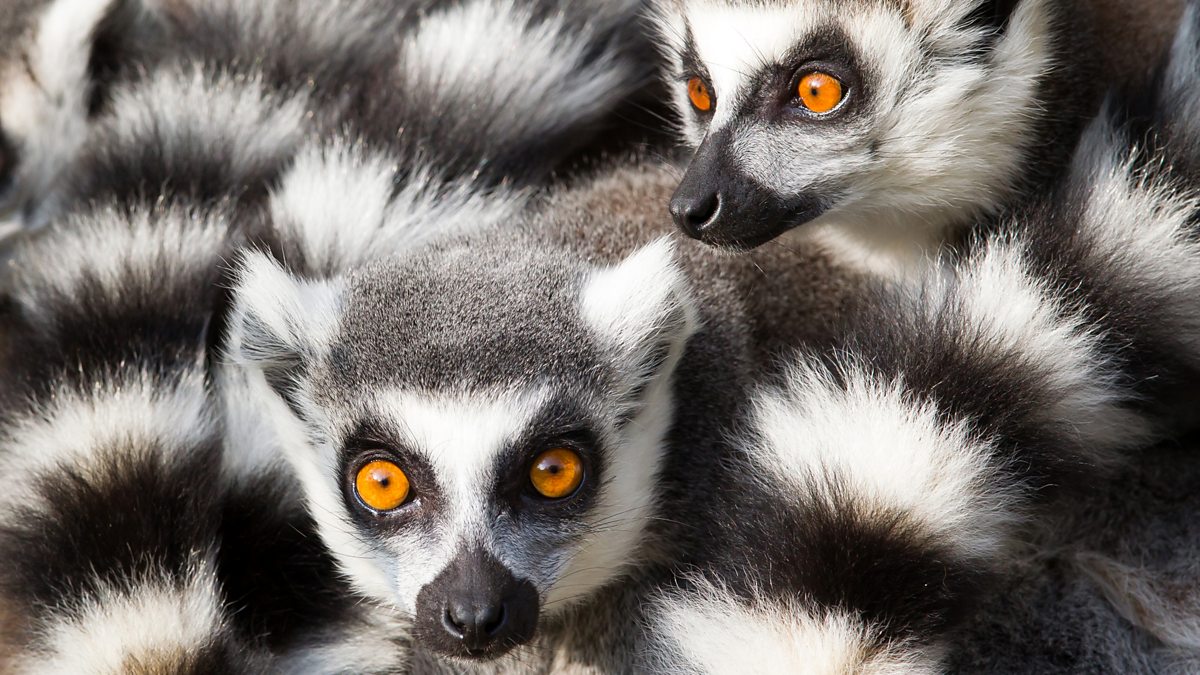 BBC One - Nature's Greatest Dancers - Ring-tailed lemur