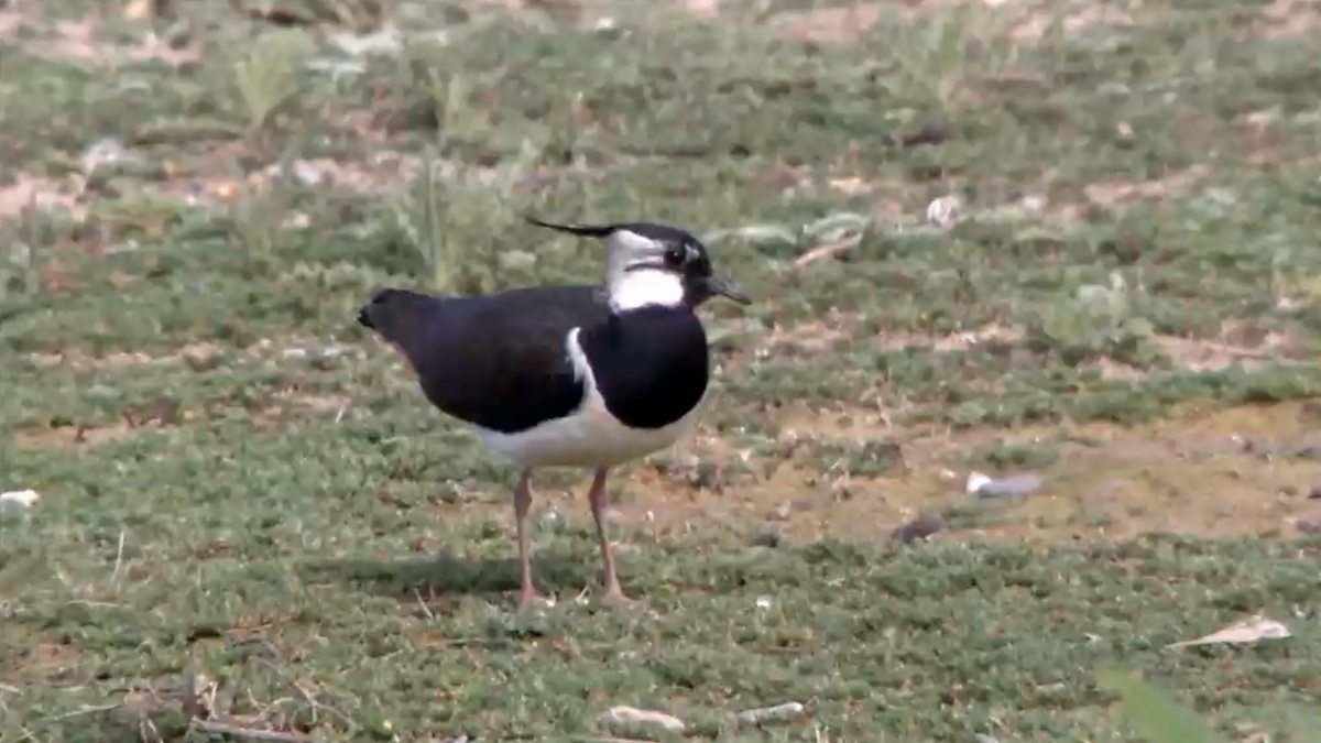 BBC Two - Springwatch, 2015, Farming and Wildlife