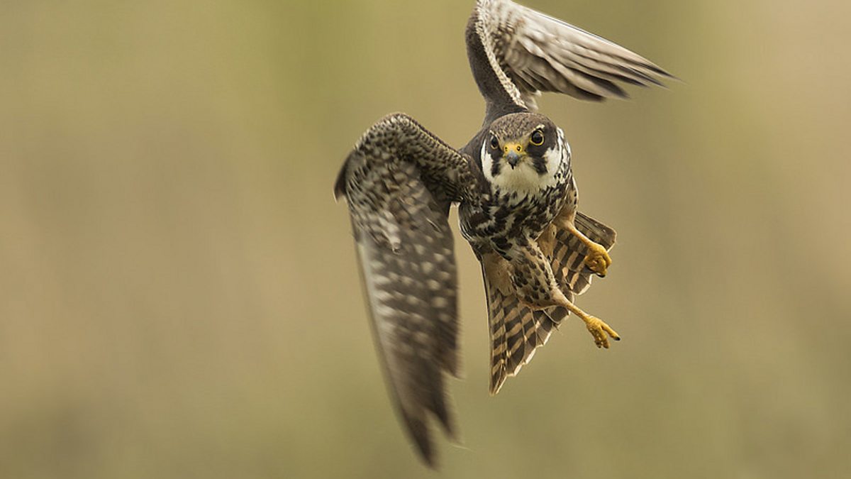 BBC Two - Springwatch, 2015, Some of your amazing Flickr photographs ...
