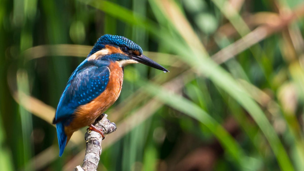 BBC Two - Kingfisher - Springwatch, 2015 - Some of your amazing Flickr ...