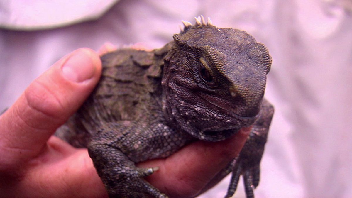 BBC News - The Travel Show, 27/06/2015 GMT, The ‘Jurassic Park’ reptile ...