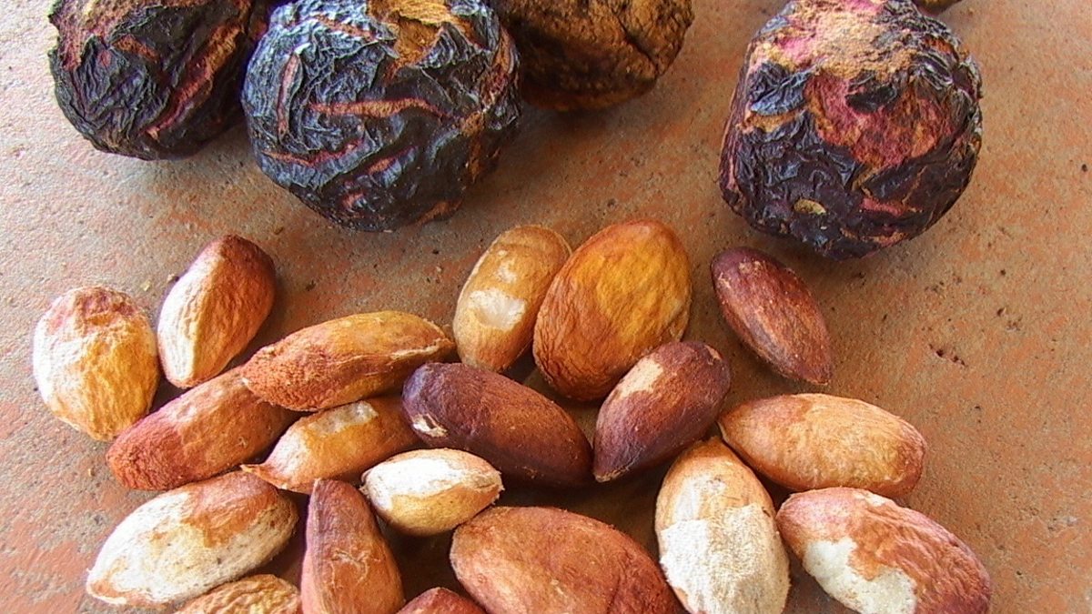 BBC Radio 4 - The Food Programme, The Ark of Taste: The Pindan Nut