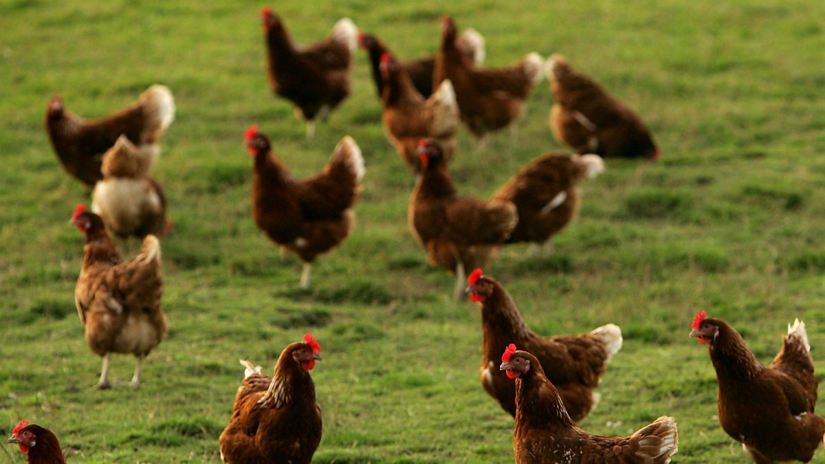 BBC Radio 5 Live - 5 Live In Short, Chickens used to predict earthquakes