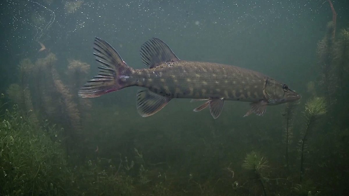 BBC Two - Natural World, 2015-2016, Ireland's Wild River: The Mighty ...