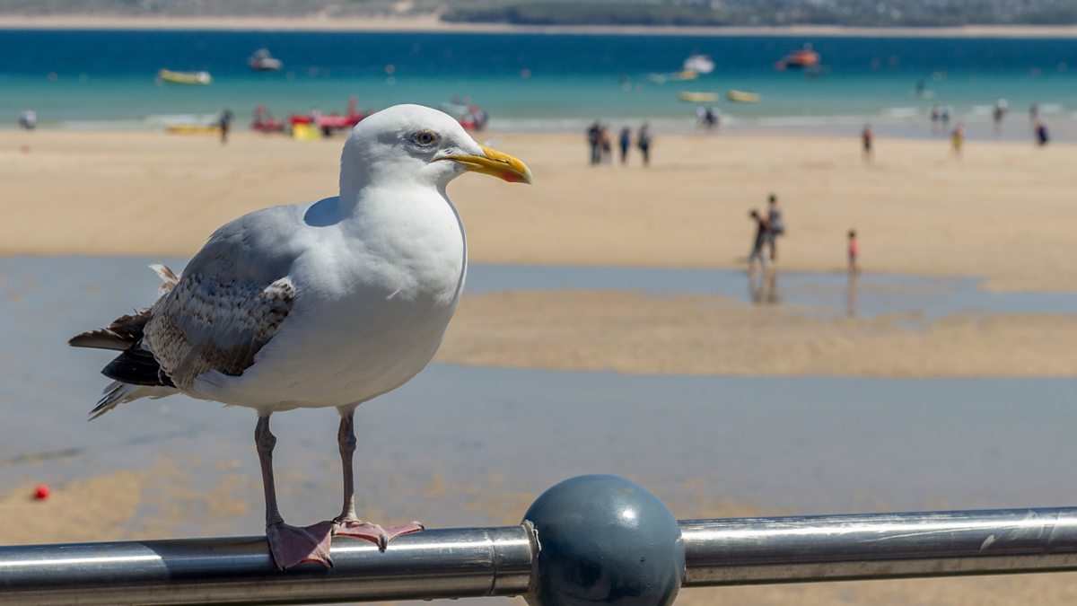 BBC Radio 5 Live - 5 Live In Short, Blowers: Friendly and familiar ...