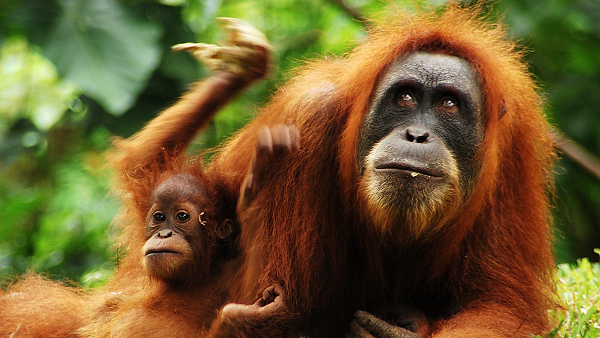 BBC One - Animal Super Parents - Orangutans