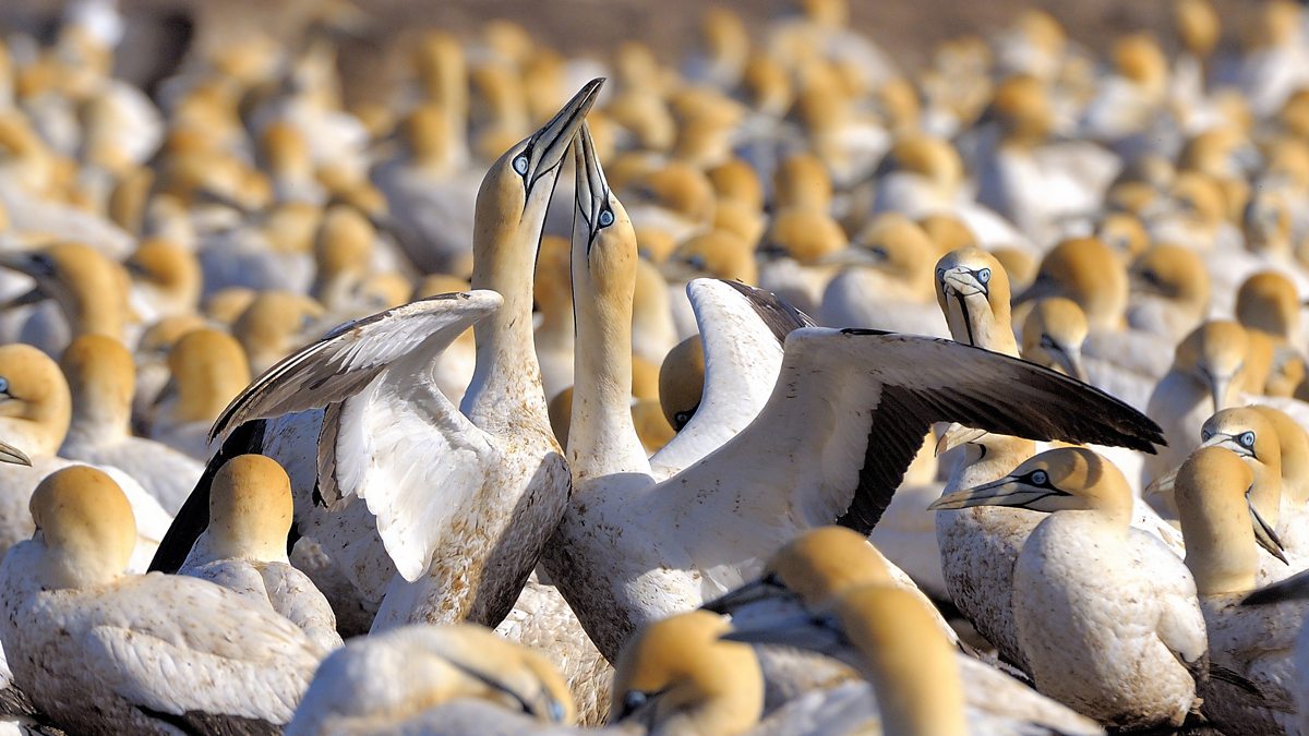 BBC One - Animal Super Parents - Super parents: It Takes Two