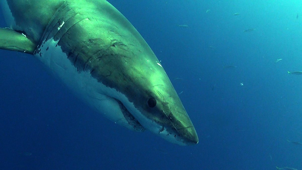 BBC One - Big Blue Live - Great white shark