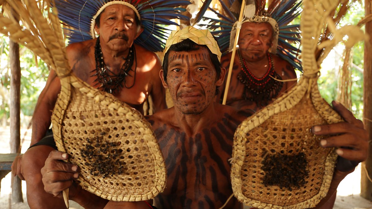 BBC One - Bullet ants may have the most painful sting of any insect ...