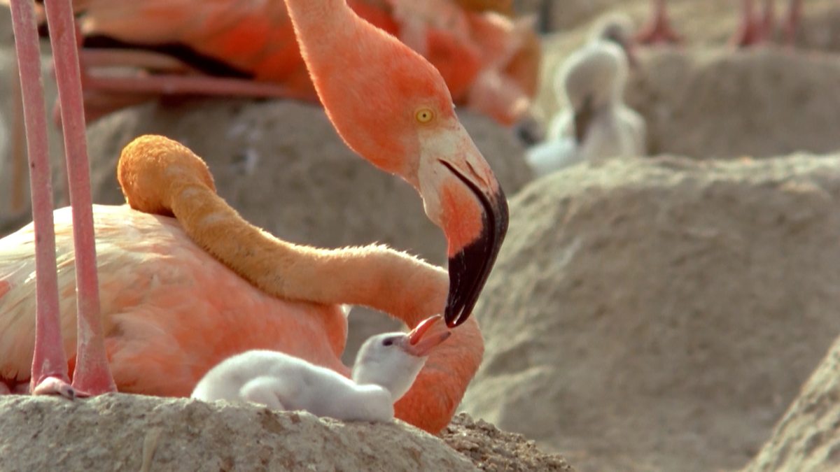 BBC One - Animal Super Parents, It Takes Two, Flamingo parents produce milk