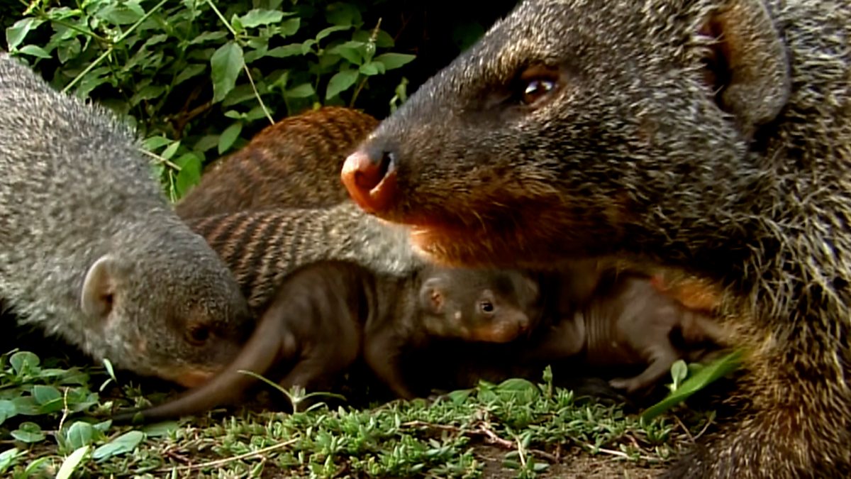 BBC One - Animal Super Parents, Lending a Hand, Banded mongoose moving ...