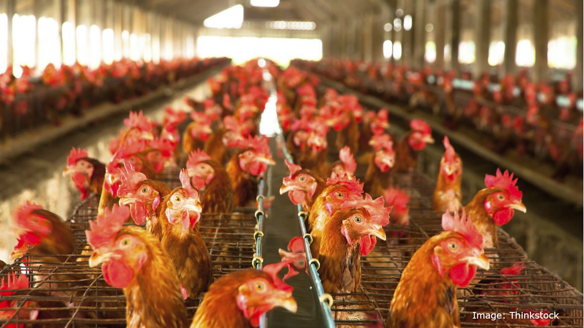 BBC World Service - The Food Chain, Chicken: Too Much of a Good Thing?